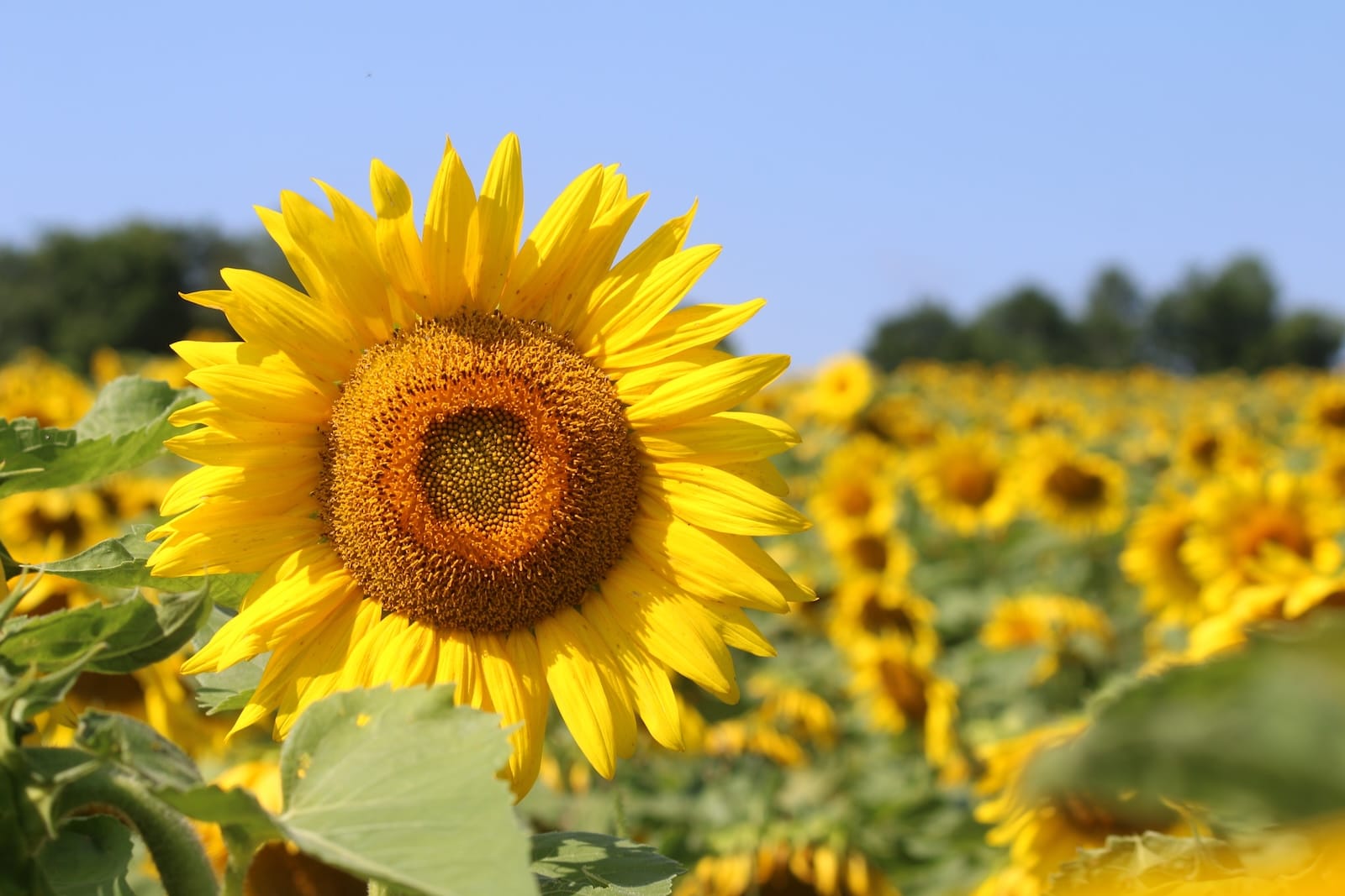 Nature’s Best: High-Protein Seeds for Optimal Health