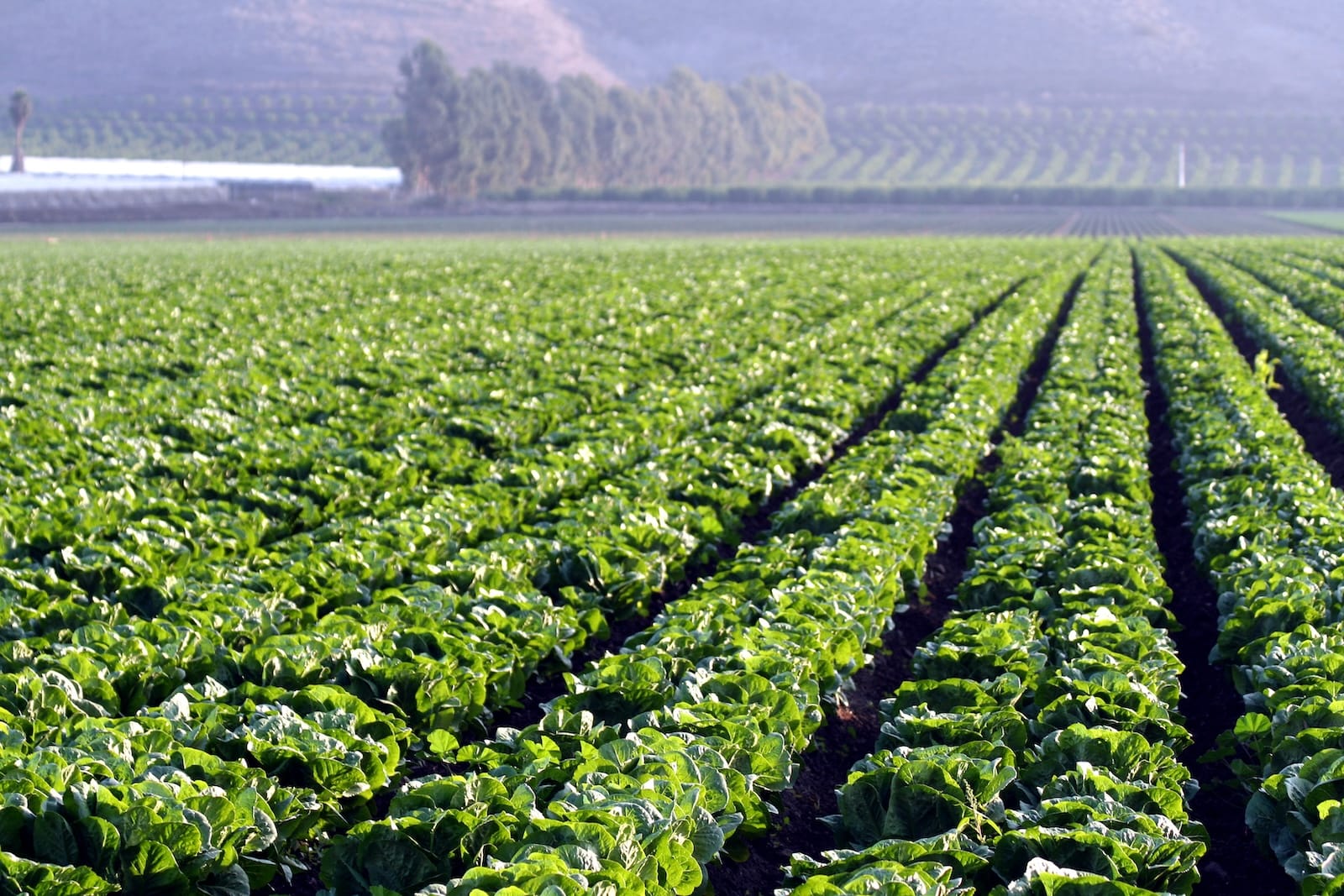 USDA Ends $3B Climate Program, Citing Inefficiency