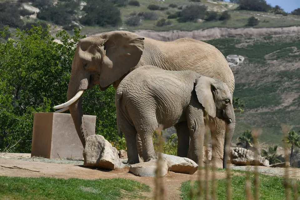 Zoo Lovers Day April 8: History, How Many US Zoos Exist, and the Most ...
